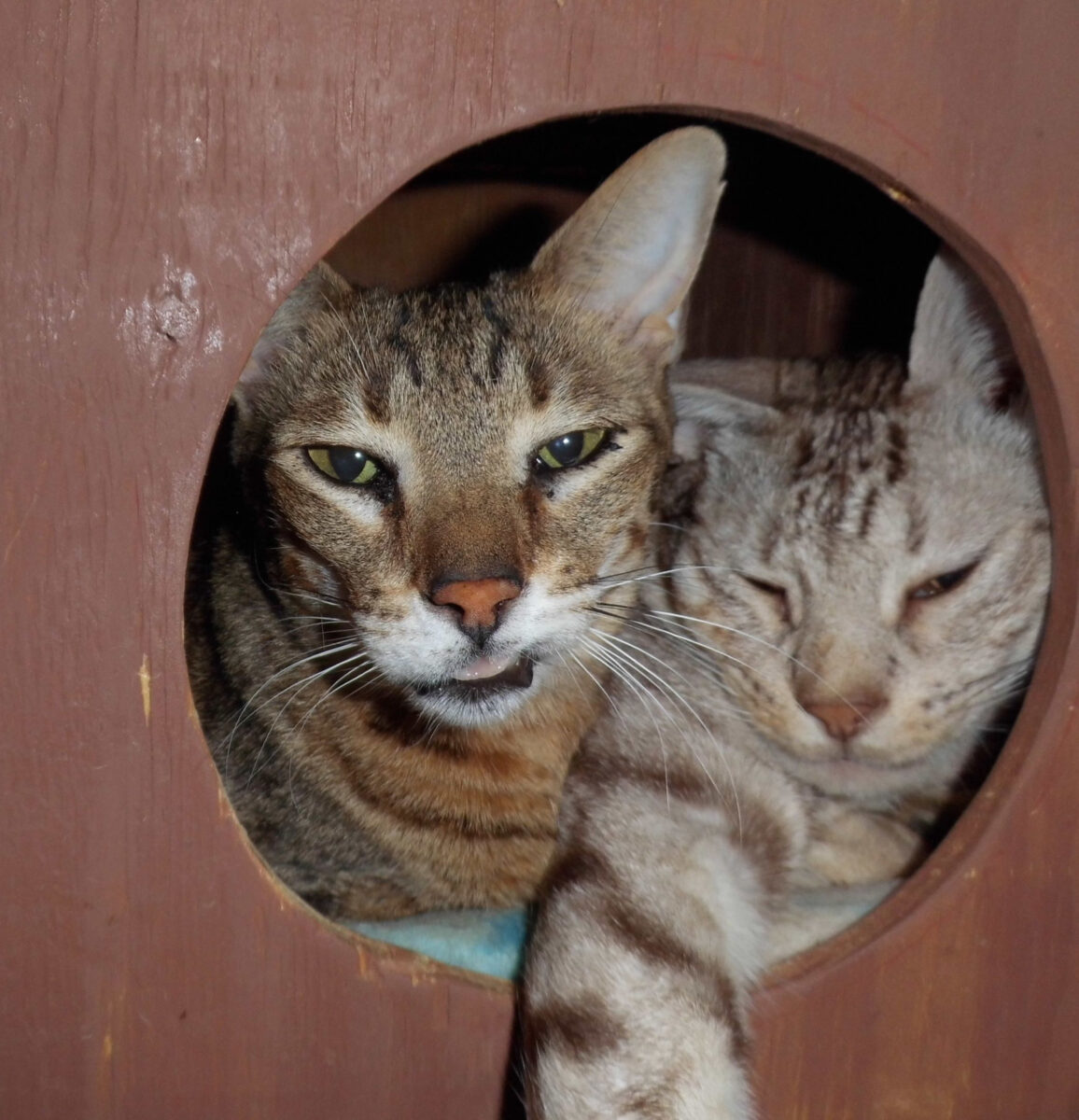 Feline Bond - The KezKatz Cattery