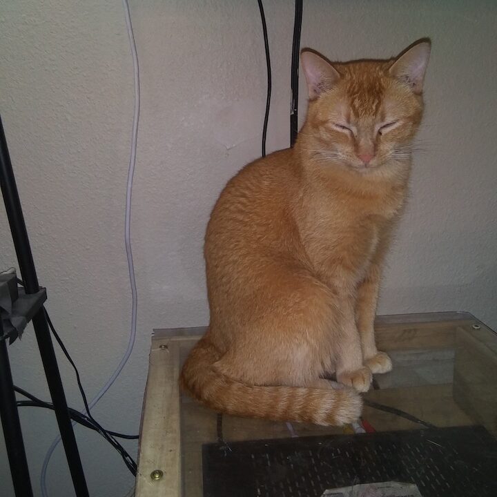 Cat Pyrexia - The KezKatz Cattery